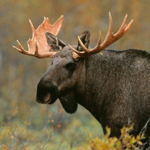 Elche in Schweden - alles Wissenswerte und wo Du sie beobachten kannst
