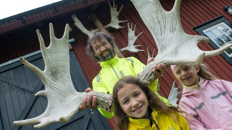 Elche in Schweden - Wissenswertes und Beobachtung schweden-tipp.de