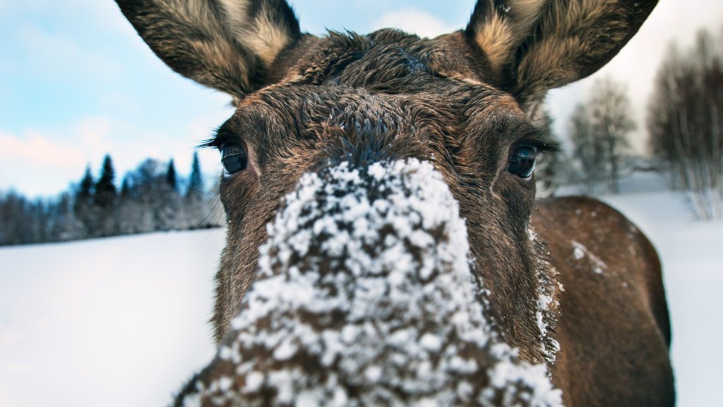 Elche in Schweden - wie und wo den König des Waldes sehen